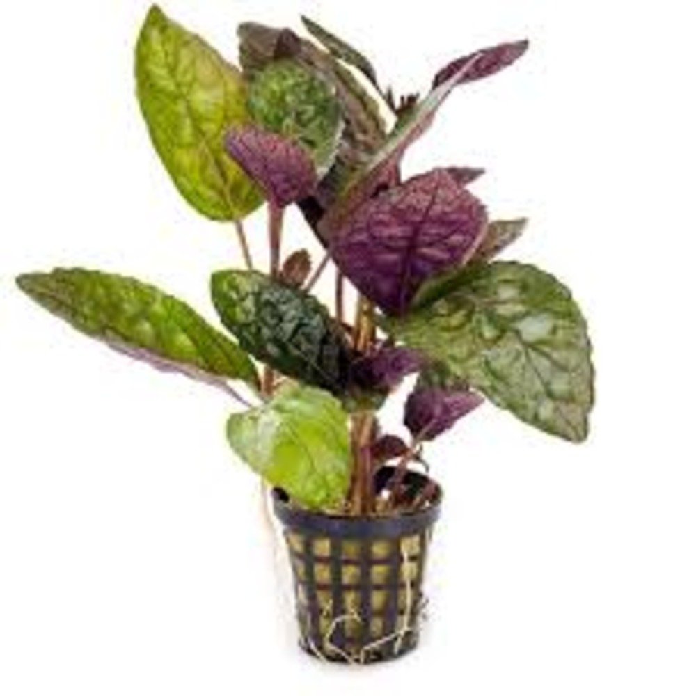 Hemigraphis Colorata Aquarium