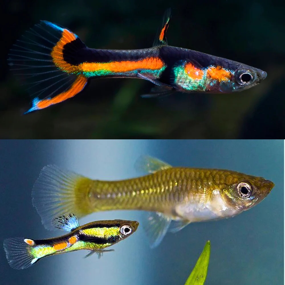 Female Endler Gold Guppy