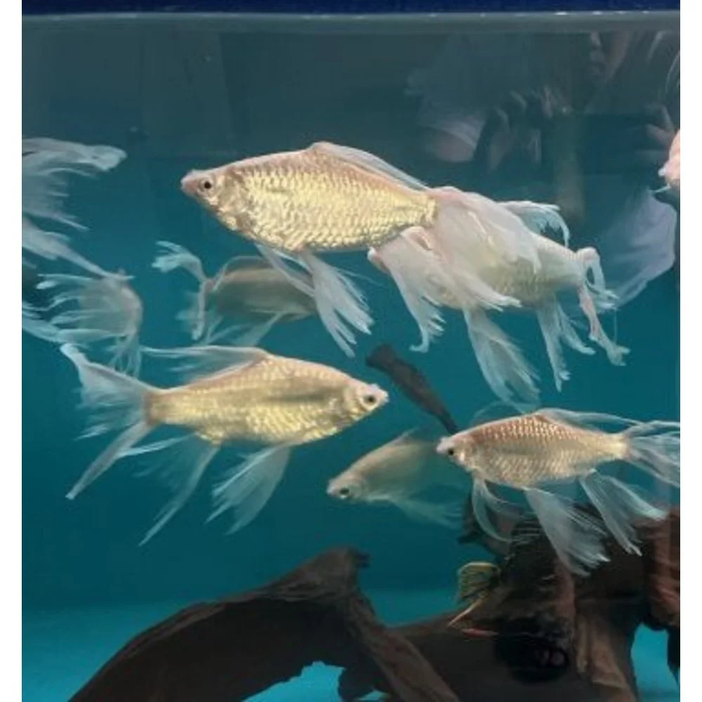 Tinfoil Barb Fish Male And Female