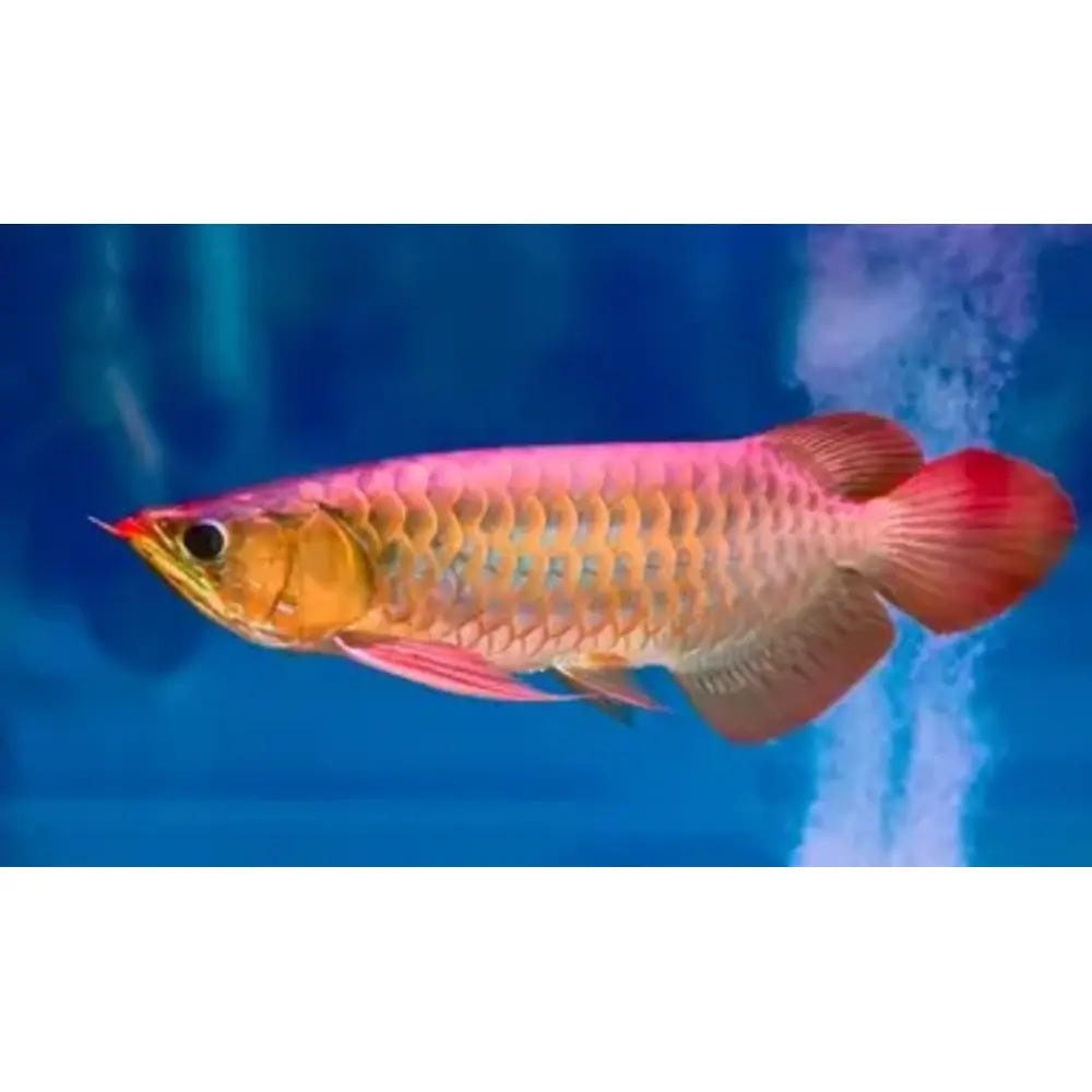 Red Tail Golden Arowana Certificate