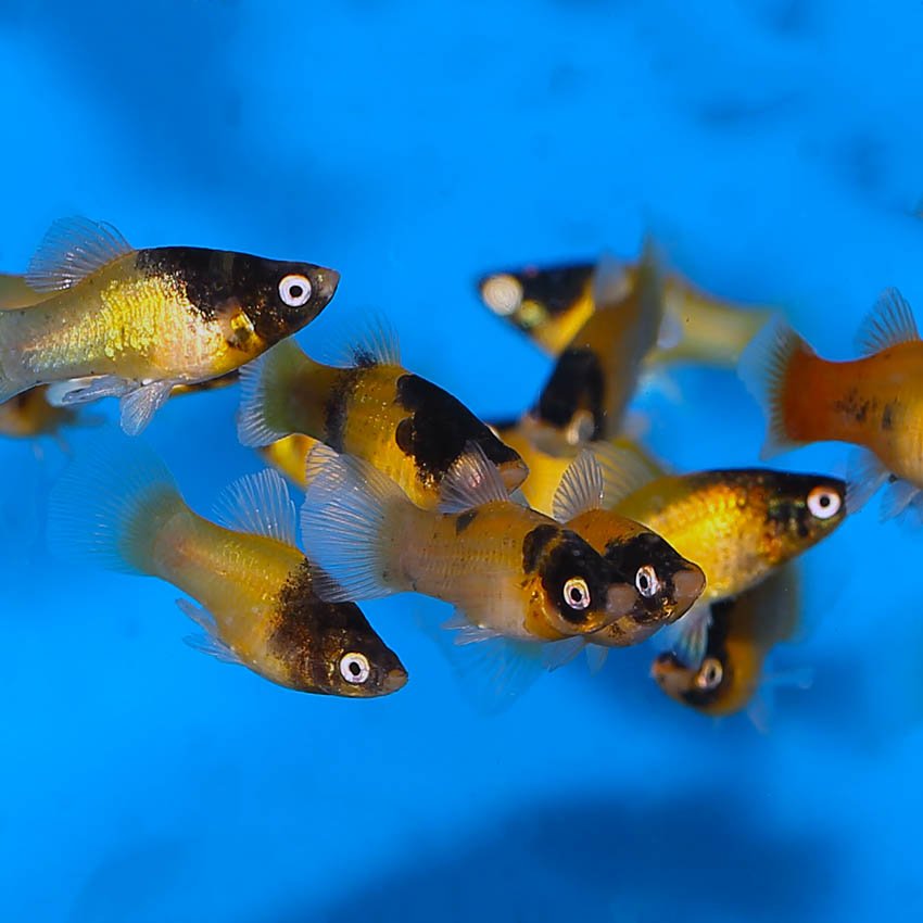 bumblebee platy