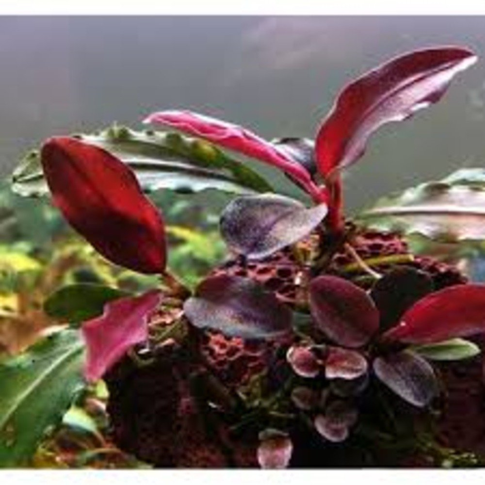 Bucephalandra Red